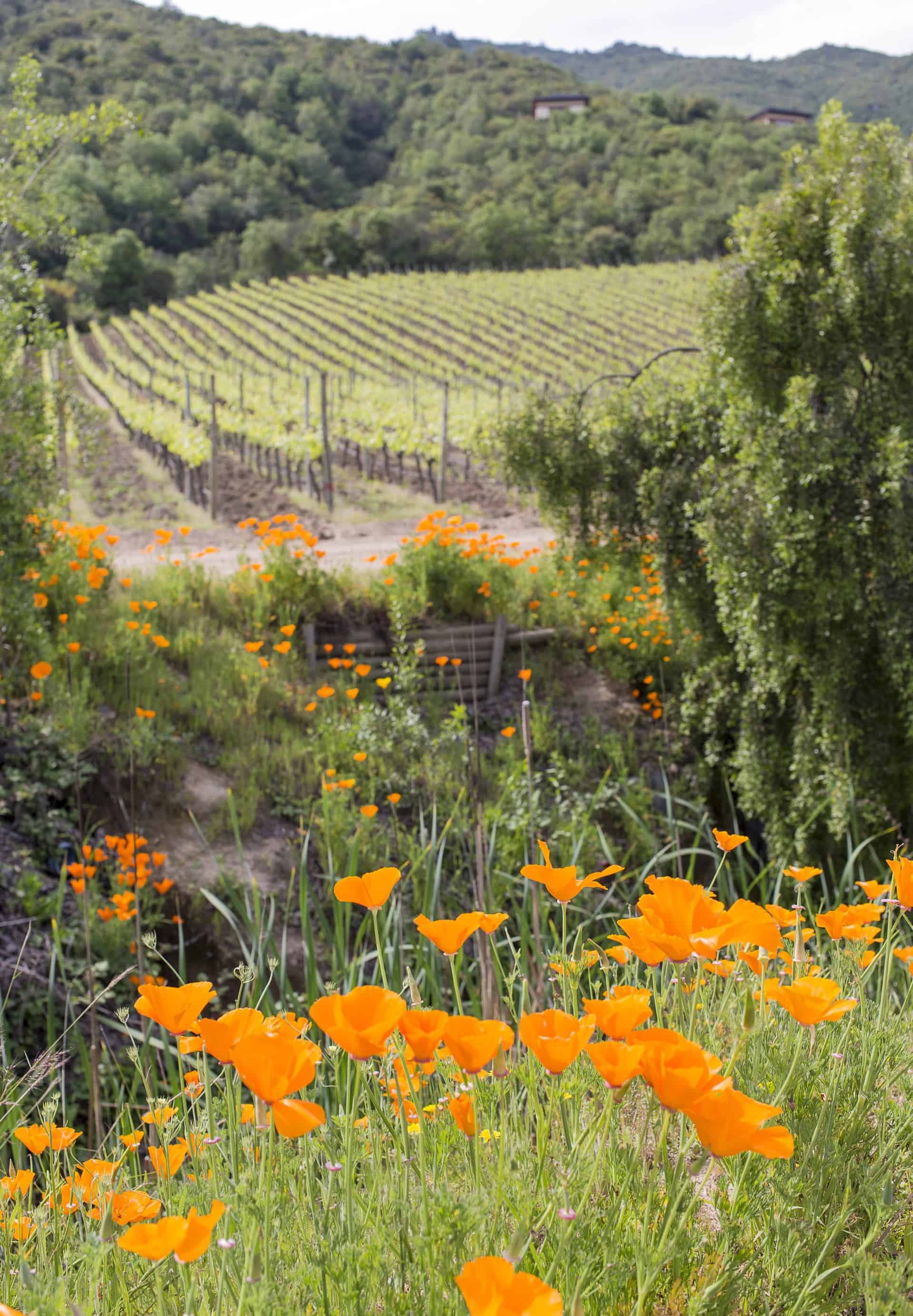 The Beauty of Chile – Wine & People! (Part 1)