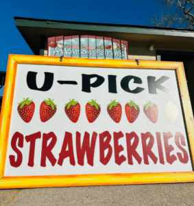 Red, Ripe & Ready: Where to Pick Fresh Strawberries Across Texas ...